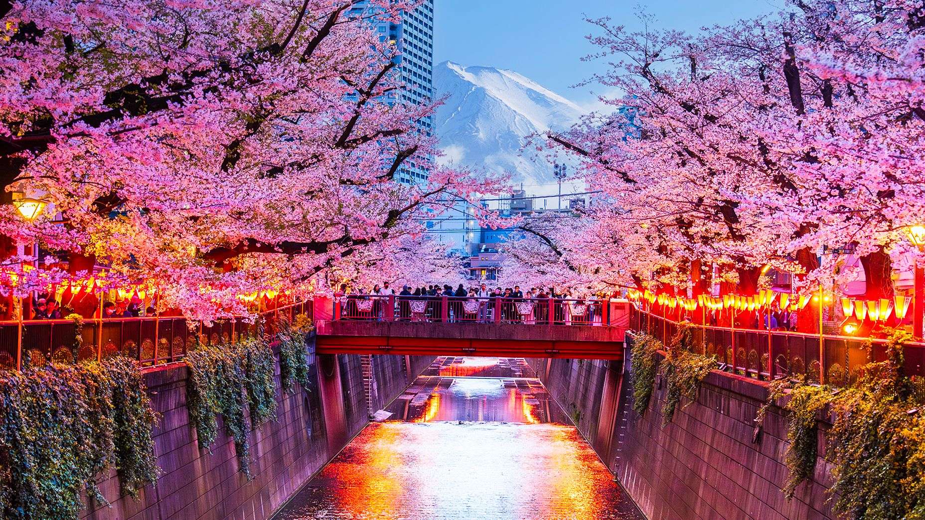 Turis Asing Buang Hajat Sembarangan, Festival Bunga Sakura Dibatalkan ...